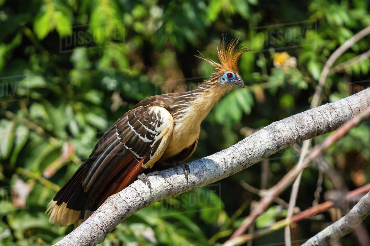 Hoatzin (Opisthocomus hoazin), Lake Sandoval, Tambopata National ...