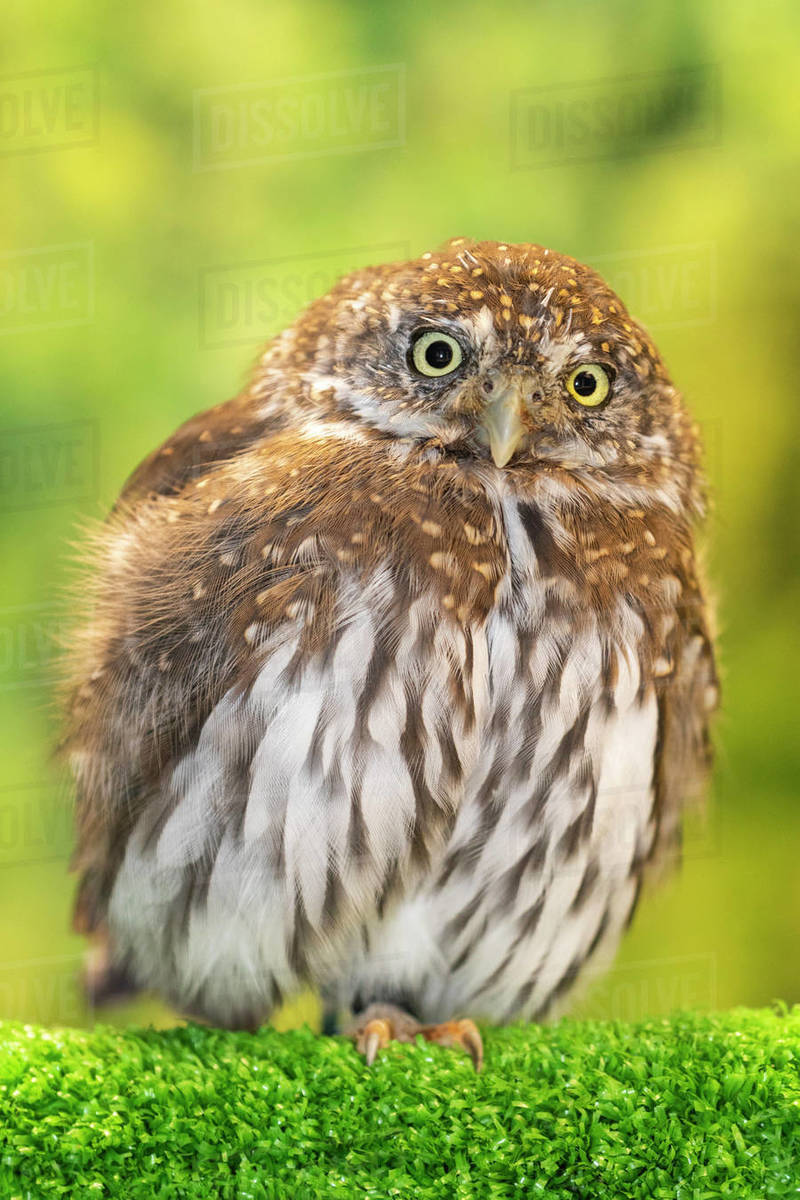 Adult captive northern pygmy owl (Glaucidium californicum), Alaska ...