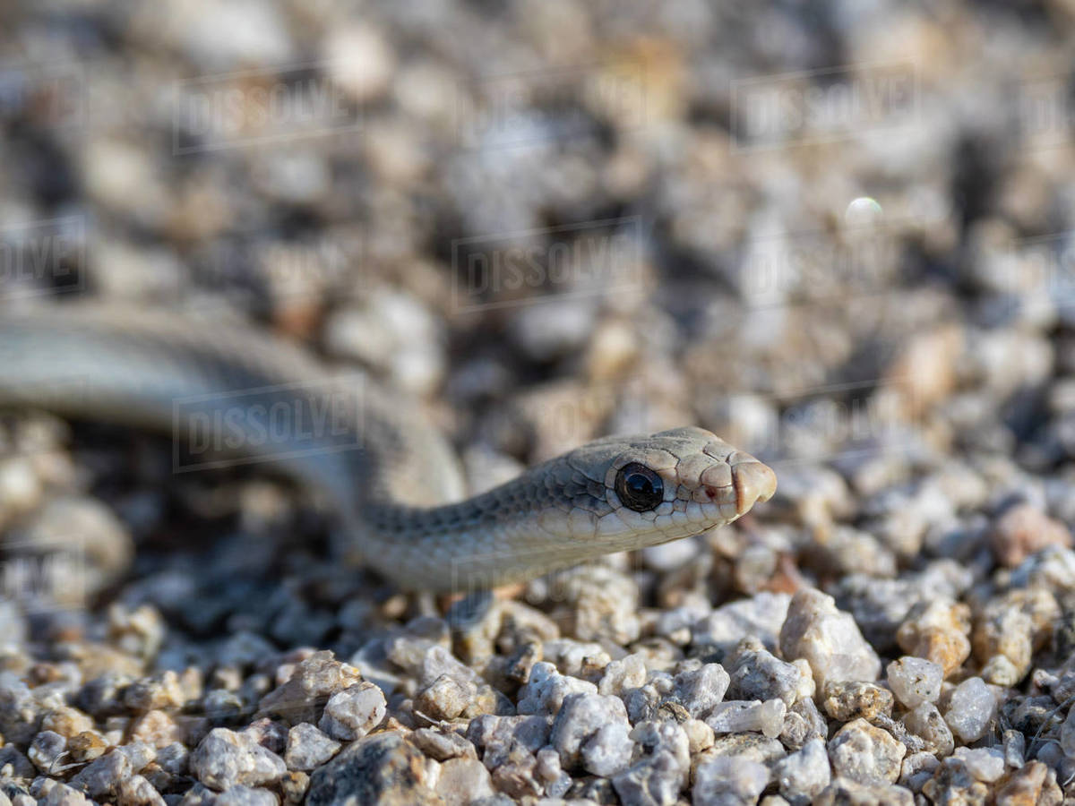 An adult western patch-nosed snake (Salvadora hexalepis), in Joshua ...
