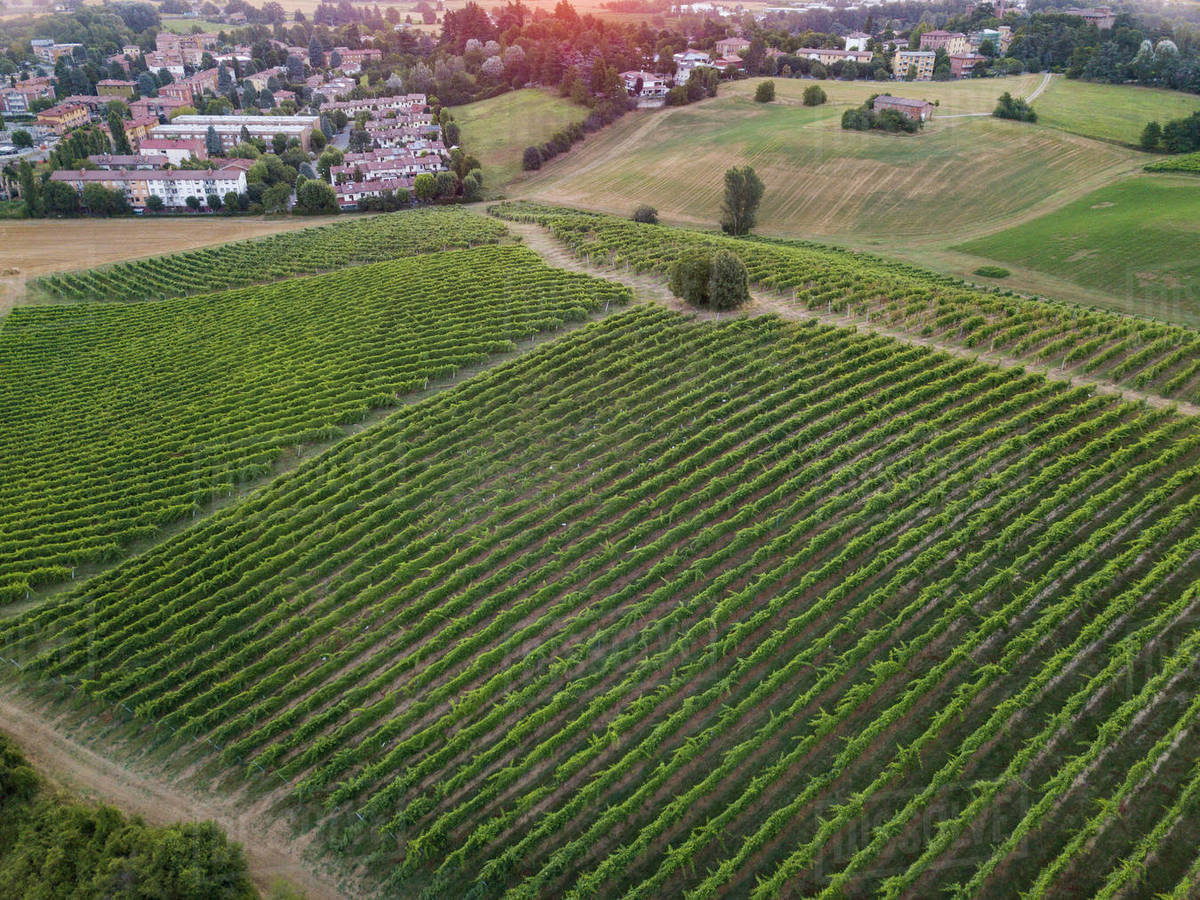 Aerial view of Italian vineyards at sunrise, Valsamoggia, Emilia ...