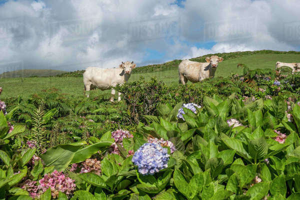 White cows looking at the camera with some hydrangea plants in the ...