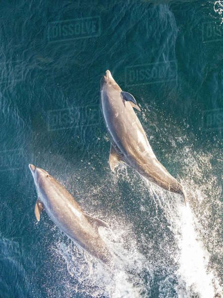 Adult common bottlenose dolphins (Tursiops truncatus), bowriding on the ...