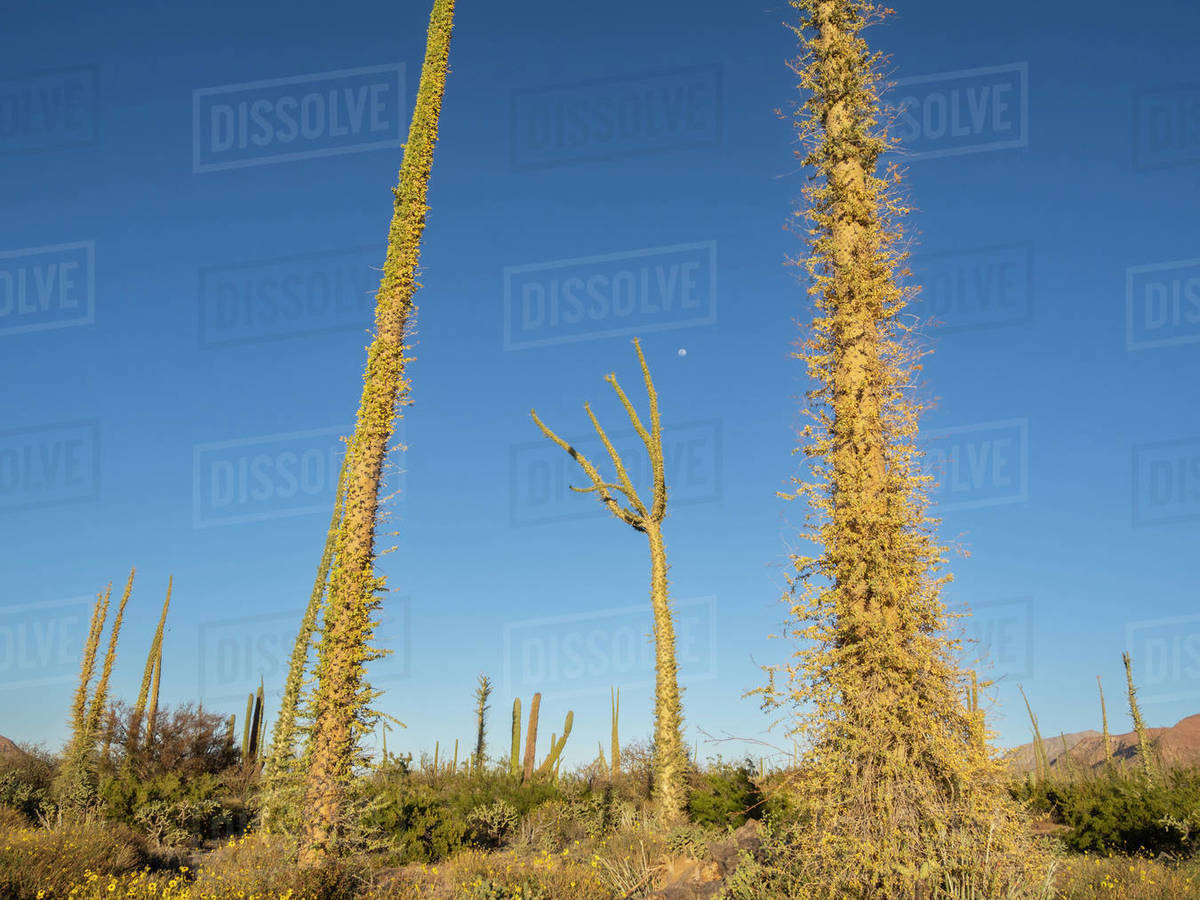 Boojum tree (cirio) (Fouquieria columnaris), in the Sonoran Desert ...