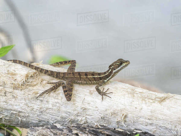 Juvenile common basilisk (Basiliscus basiliscus), on a tree on Coiba ...