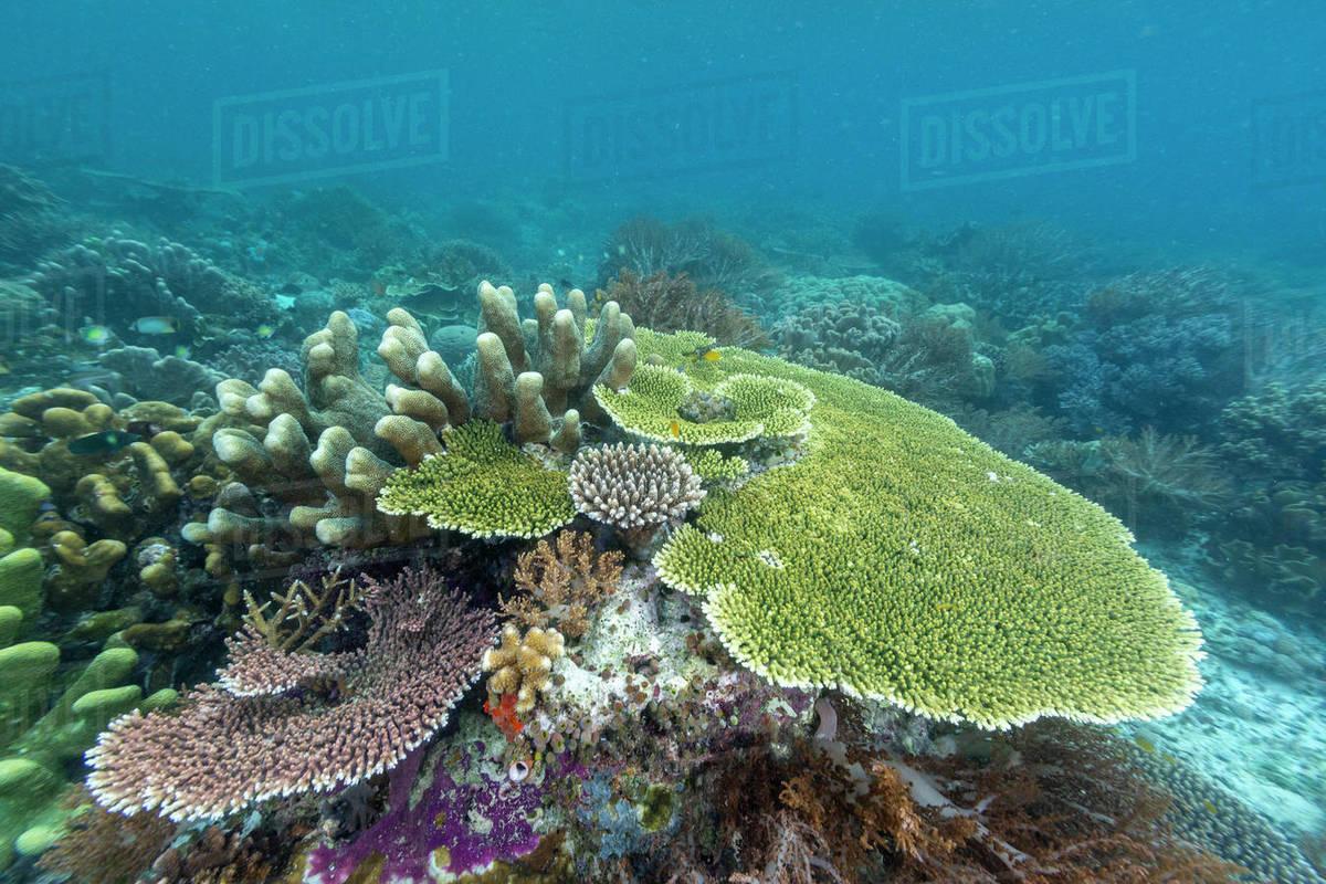 Corals in the crystal clear water in the shallow reefs off Bangka ...
