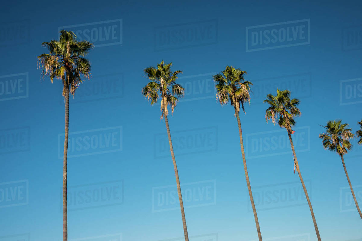 Row Of Palm Trees