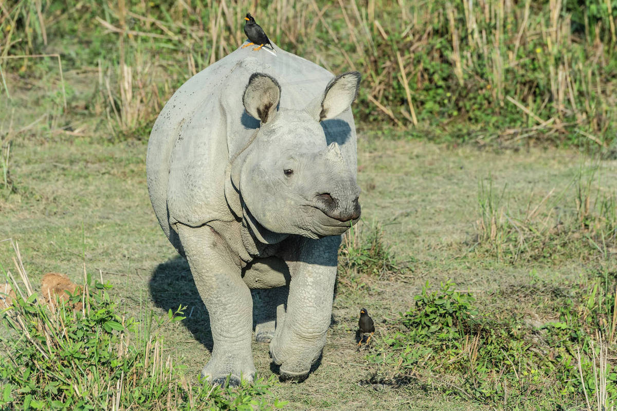 Indian rhinoceros (Rhinoceros unicornis) with Myna birds, Kaziranga ...