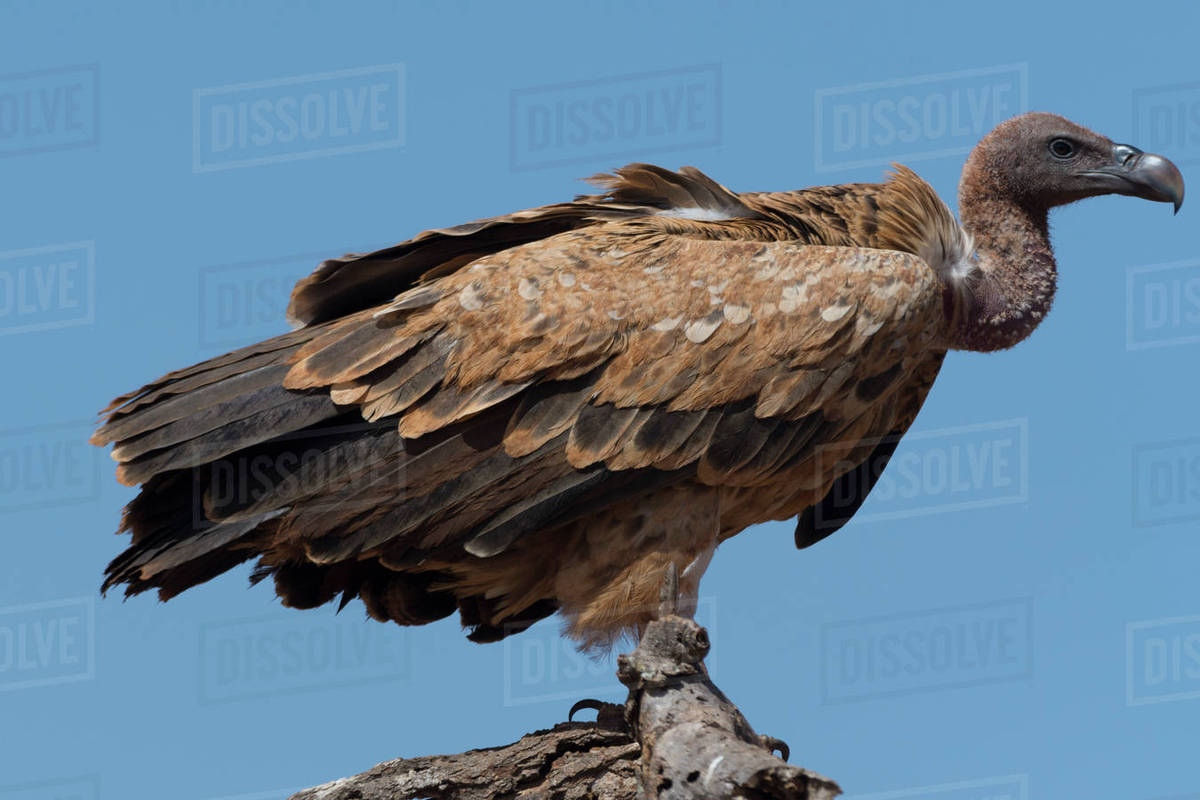 A white-backed vulture (Gyps africanus) on a tree top, Tsavo, Kenya ...