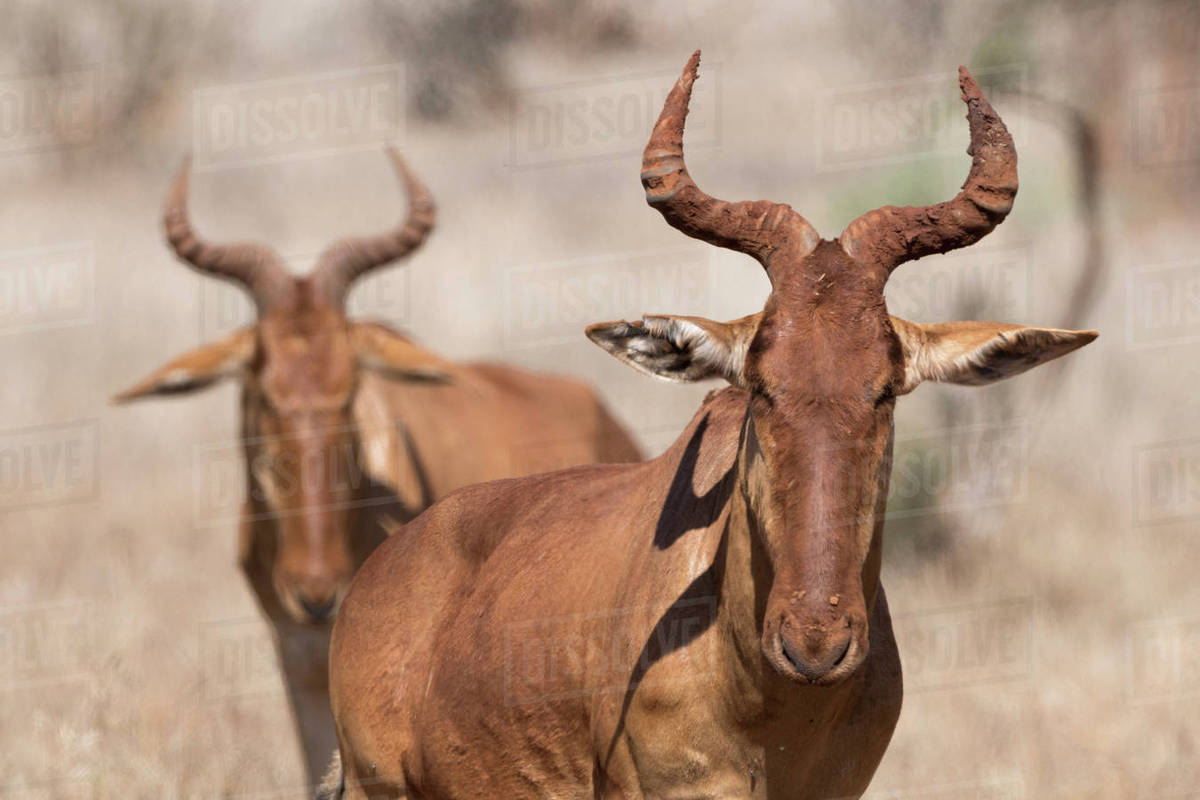 Portrait of an hartebeest (Alcelaphus buselaphus) looking at the camera ...