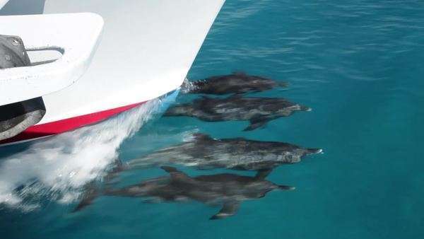 Four Atlantic Spotted Dolphins bow riding - Stock Video Footage - Dissolve