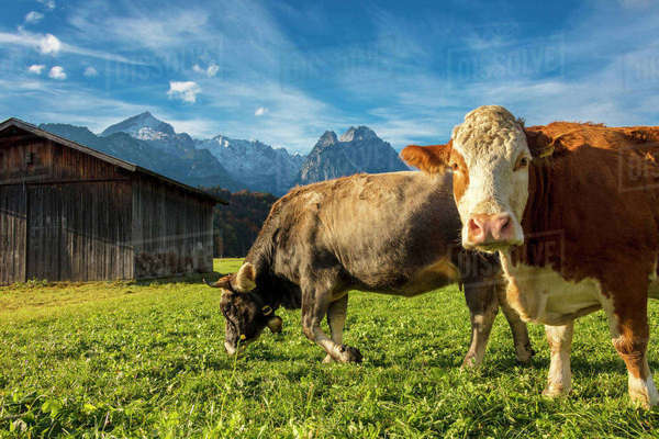 Cows in the green pastures framed by the high peaks of the Alps ...