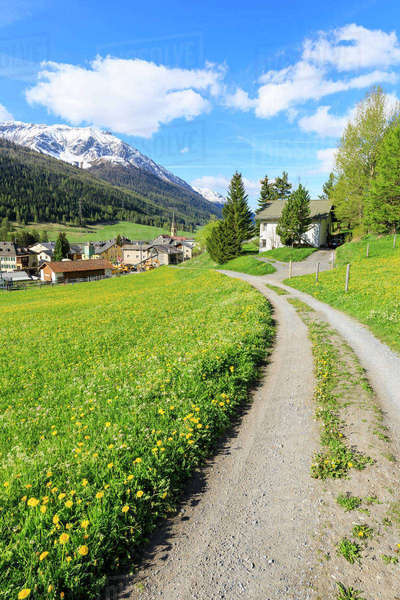 Alpine village of S-chanf surrounded by green meadows in spring, Canton ...