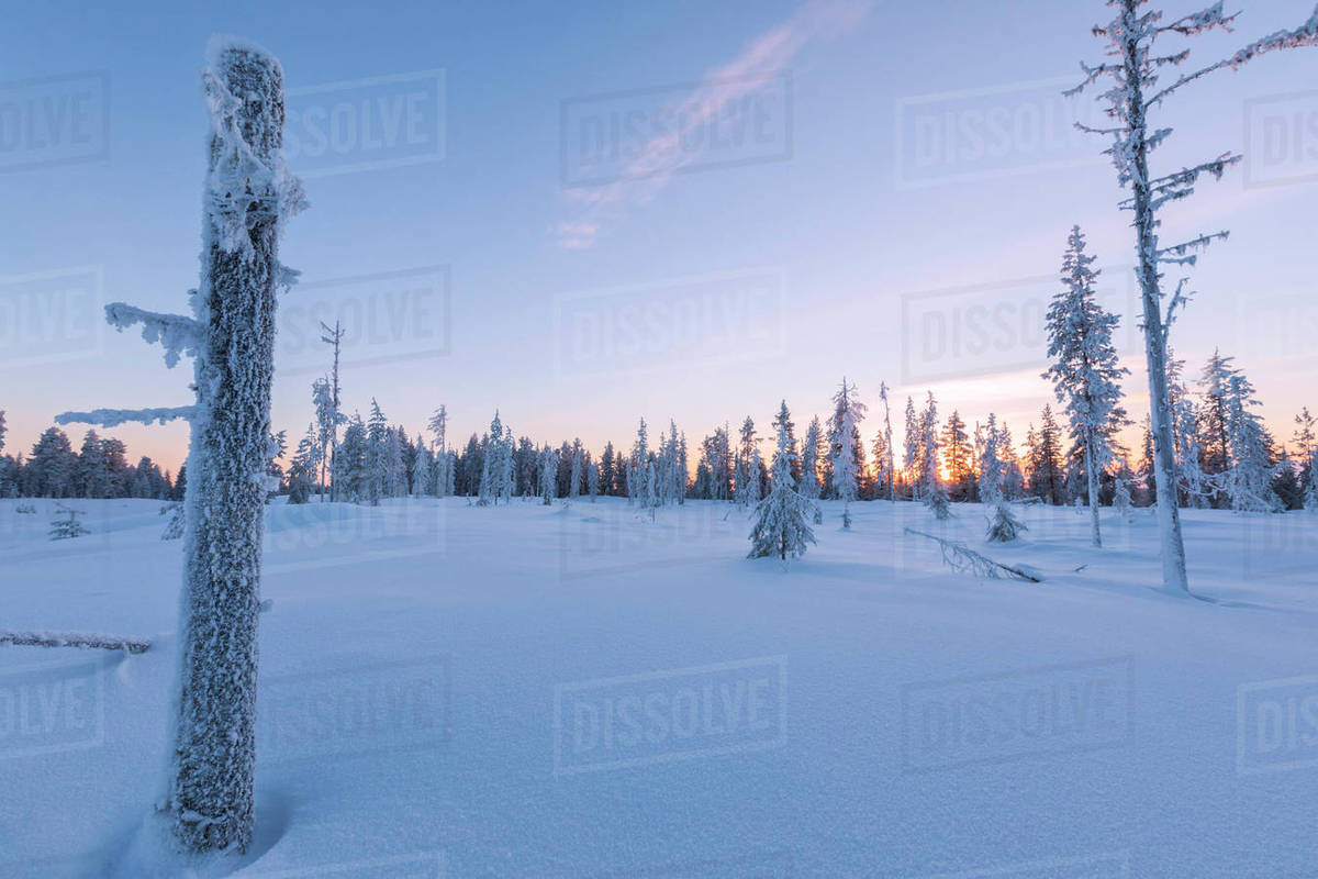 Sunset on trees covered with ice in the boreal forest (Taiga), Kiruna ...