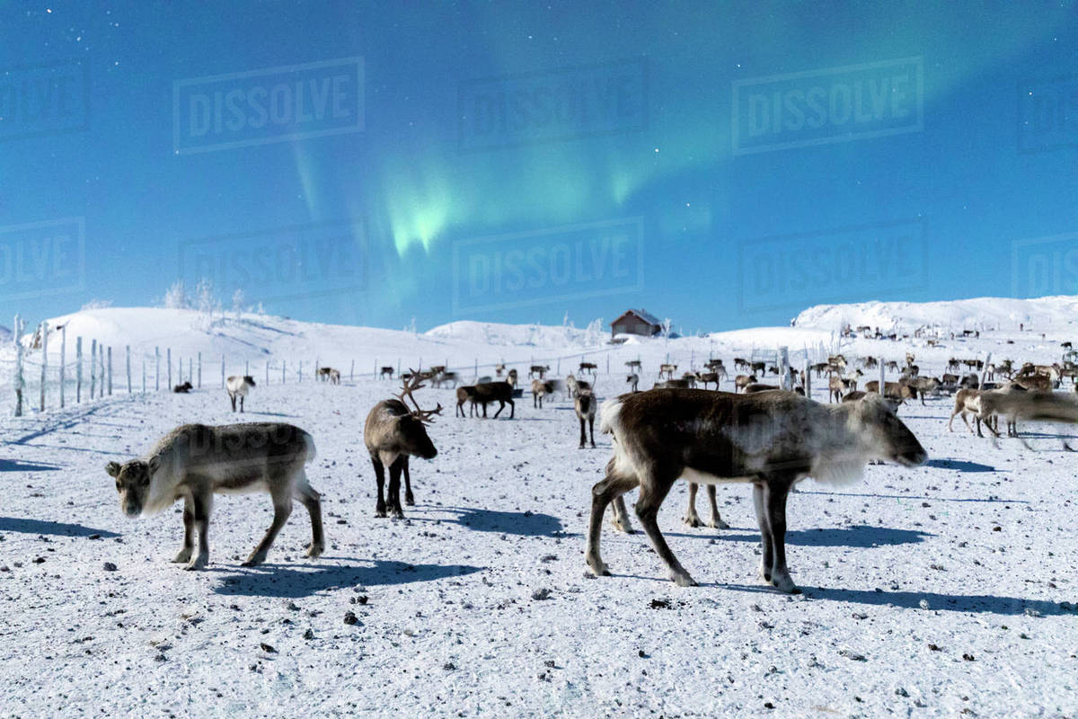 Flock of reindeer under Northern Lights (Aurora Borealis), Abisko ...