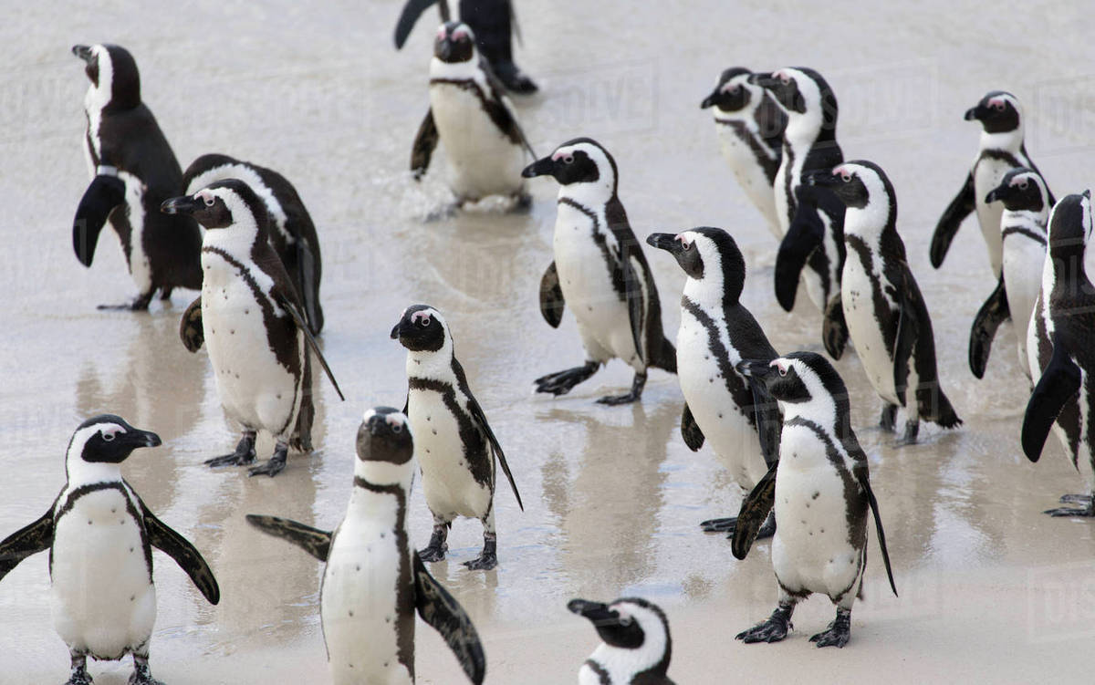 African penguins (Jackass penguins) on Boulders Beach, Simon's Town ...