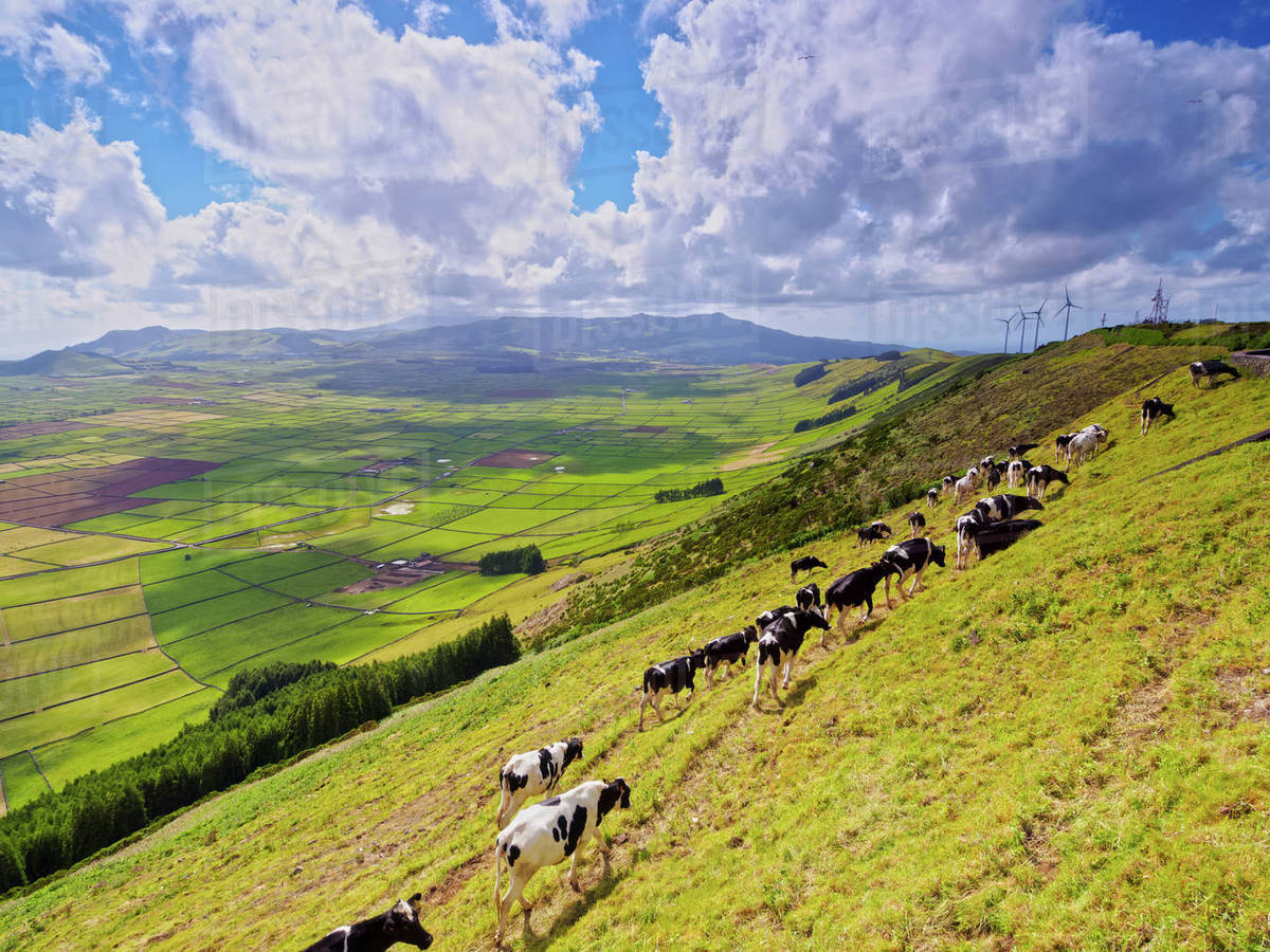 Cows on the slope of Serra do Cume, Terceira Island, Azores, Portugal ...