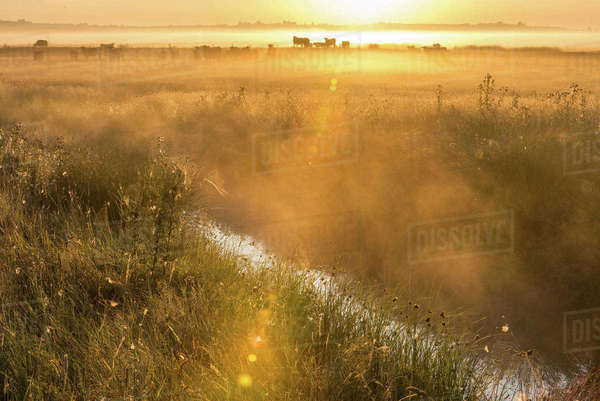 View of coastal grazing marsh habitat at sunrise, Elmley Marshes ...