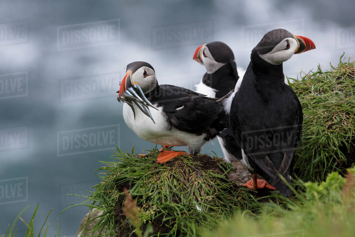 Atlantic puffins with catch in the beak, Mykines Island, Faroe Islands ...