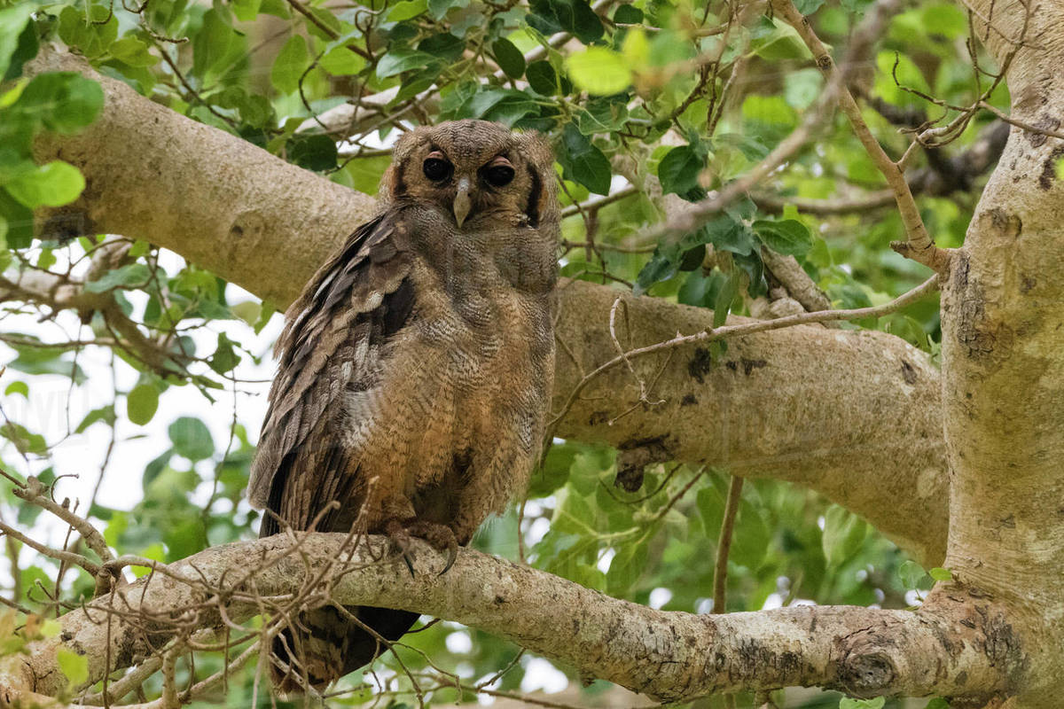 A Verreaux's eagle-owl (Bubo lacteus), perching on a tree, Tsavo, Kenya ...