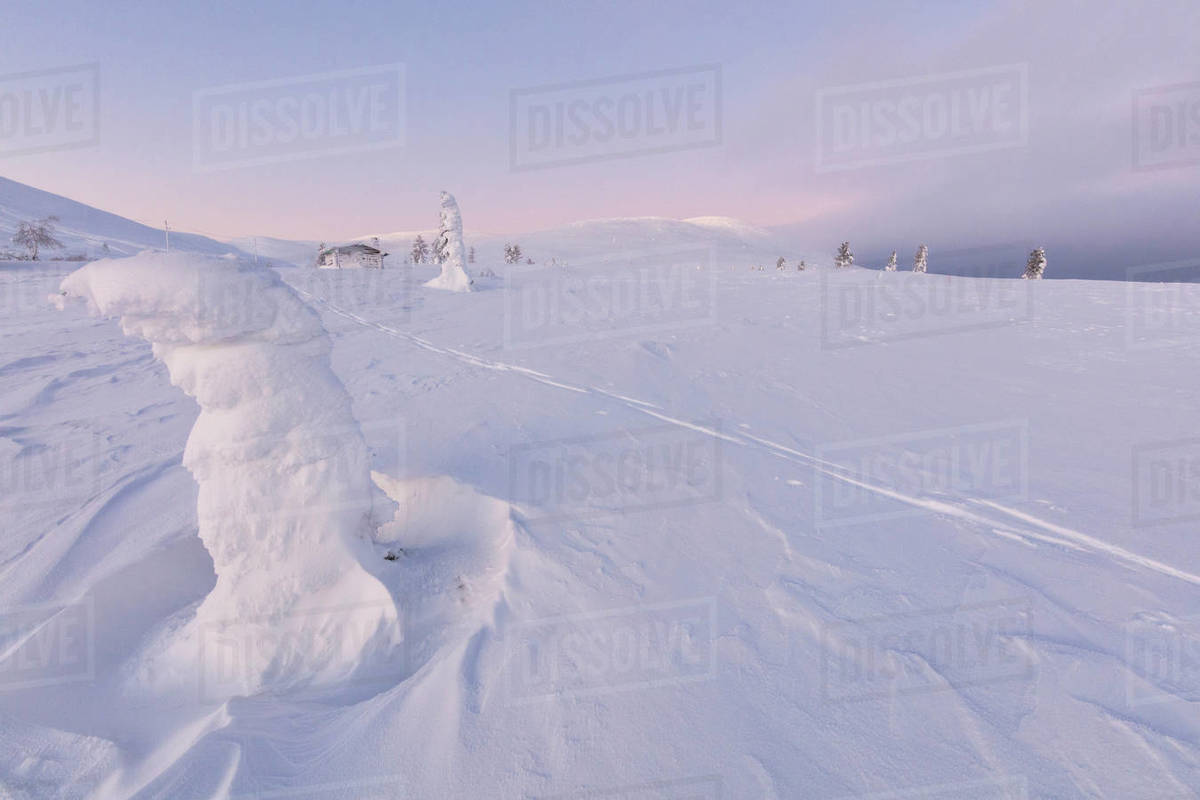 Frozen dwarf shrub in the snow, Pallas-Yllastunturi National Park ...