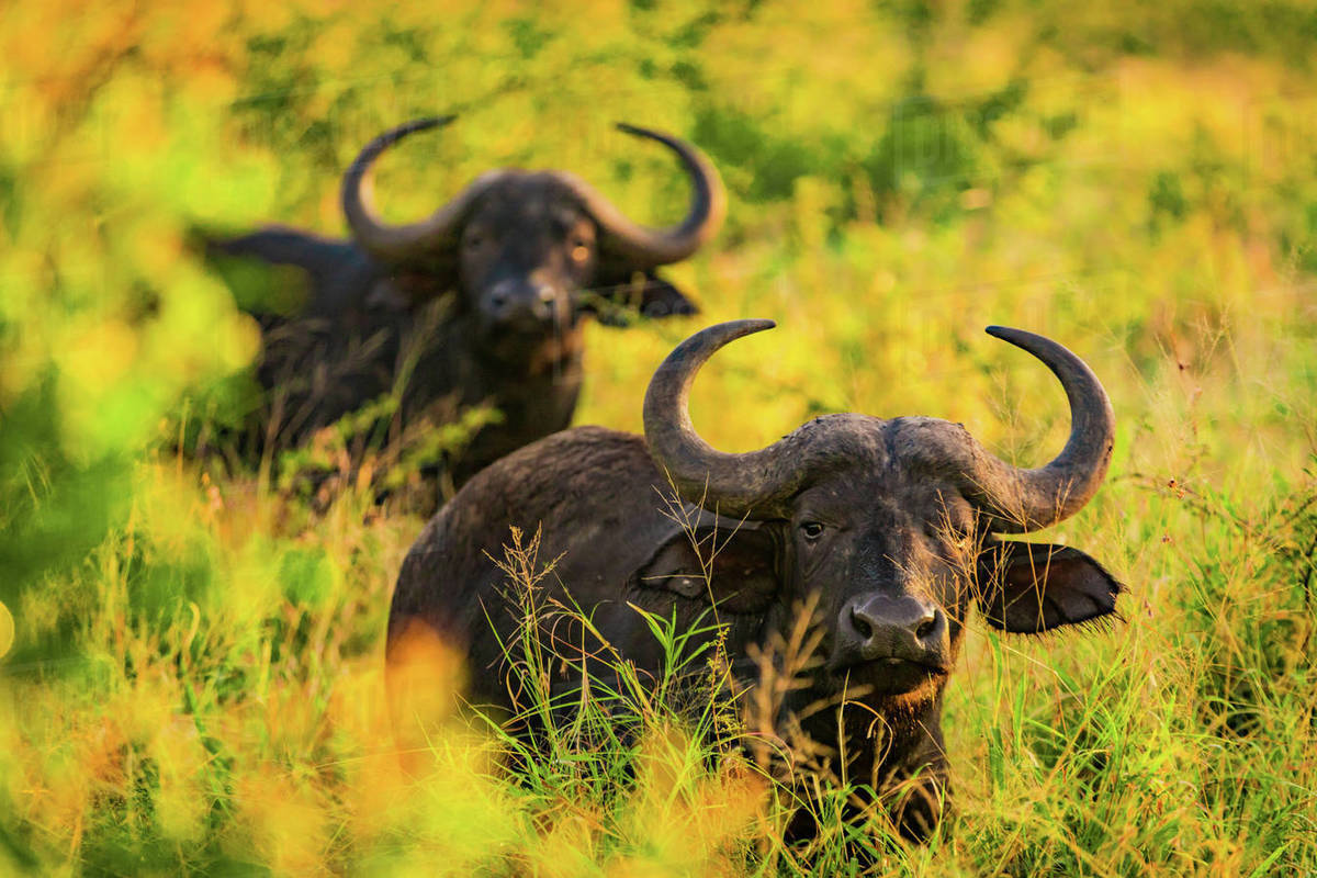 Water buffalo (Bubalus bubalis), Zululand, South Africa, Africa - Stock ...