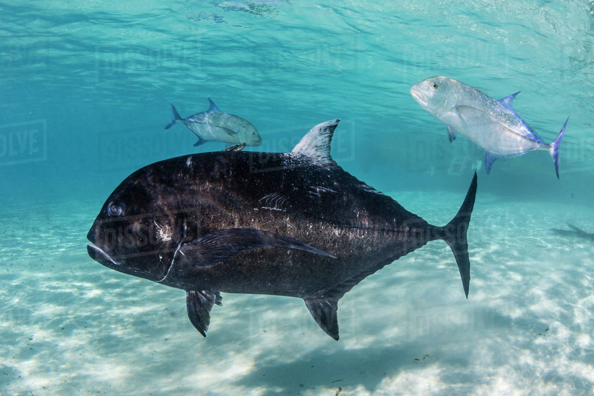 Giant trevally (Caranx ignobilis), at One Foot Island, Aitutaki, Cook ...