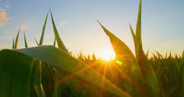 Rich green leaves of corncobs, grain crops waving in wind. Beautiful ...