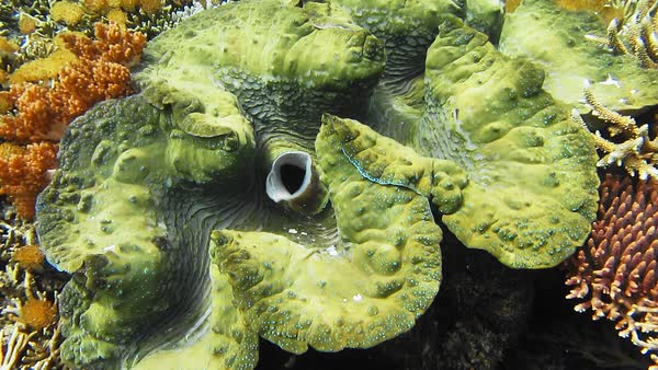 Huge colorful giant clam Tridacna gigas grows in the shallows water ...