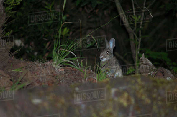 European rabbit (Oryctolagus cuniculus). La Llania. Valverde. El Hierro ...