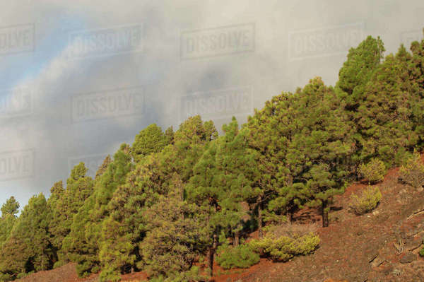 Forest of Canary Island pine (Pinus canariensis). Hoya del Morcillo ...