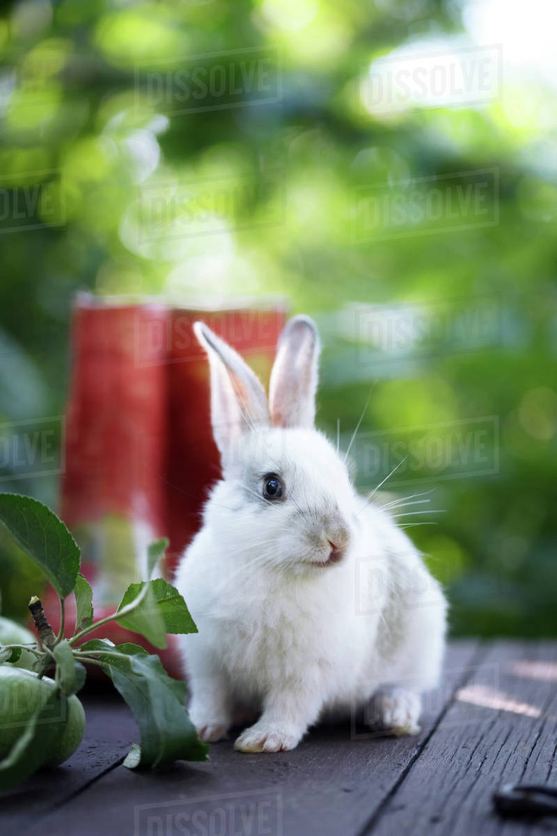 Little rabbit and Apple at the garden. Summer - Royalty-free Stock ...