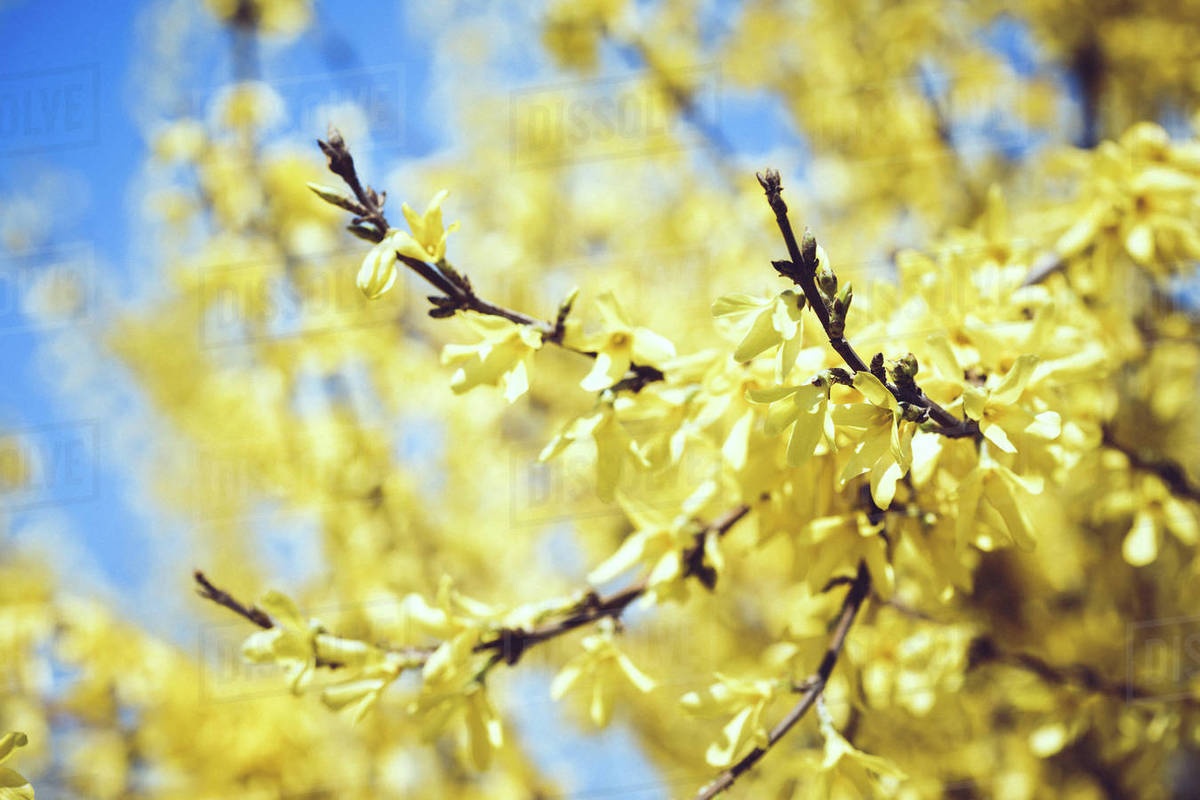 beautiful flowering bush Forsythia europaea. spring. floral background ...