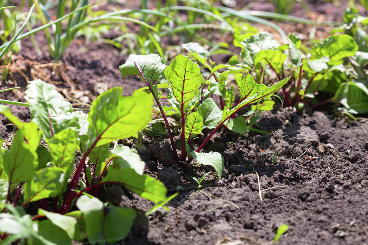 Young beet growing in the garden - Stock Photo - Dissolve