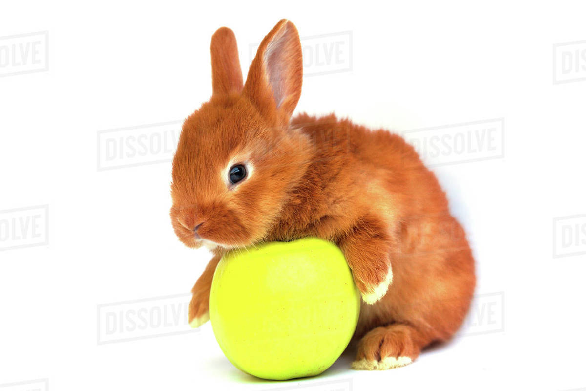 Little red rabbit with apple on a white background - Stock Photo - Dissolve