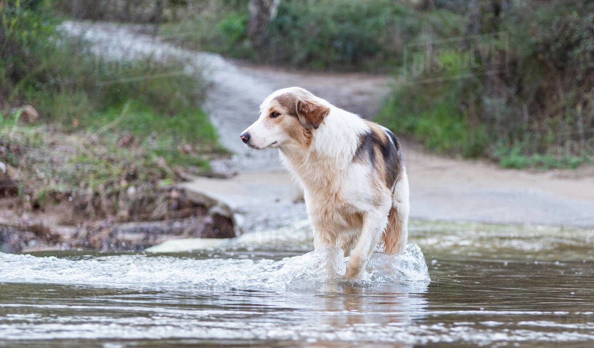 Dog passing shallow brook in the forest. - Royalty-free Stock Photo ...
