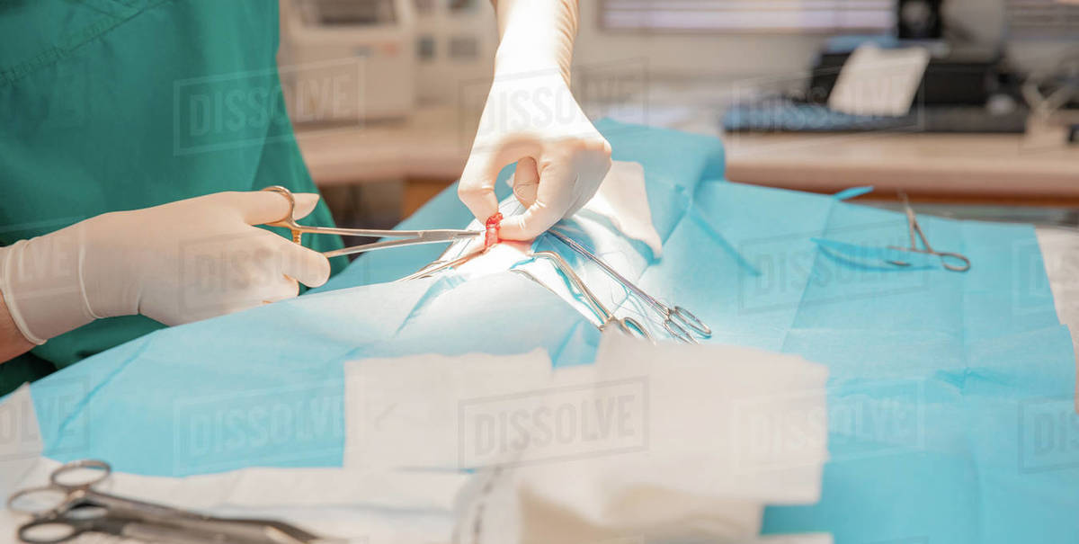 the veterinarian surgeon performs the animal operation on the operating ...