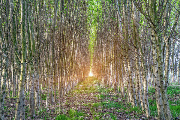 rows of trees in the forest planted by man for the restoration of ...