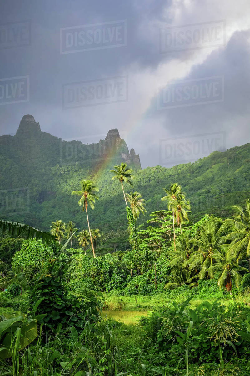 Rainbow on Moorea island jungle and mountains landscape. French ...