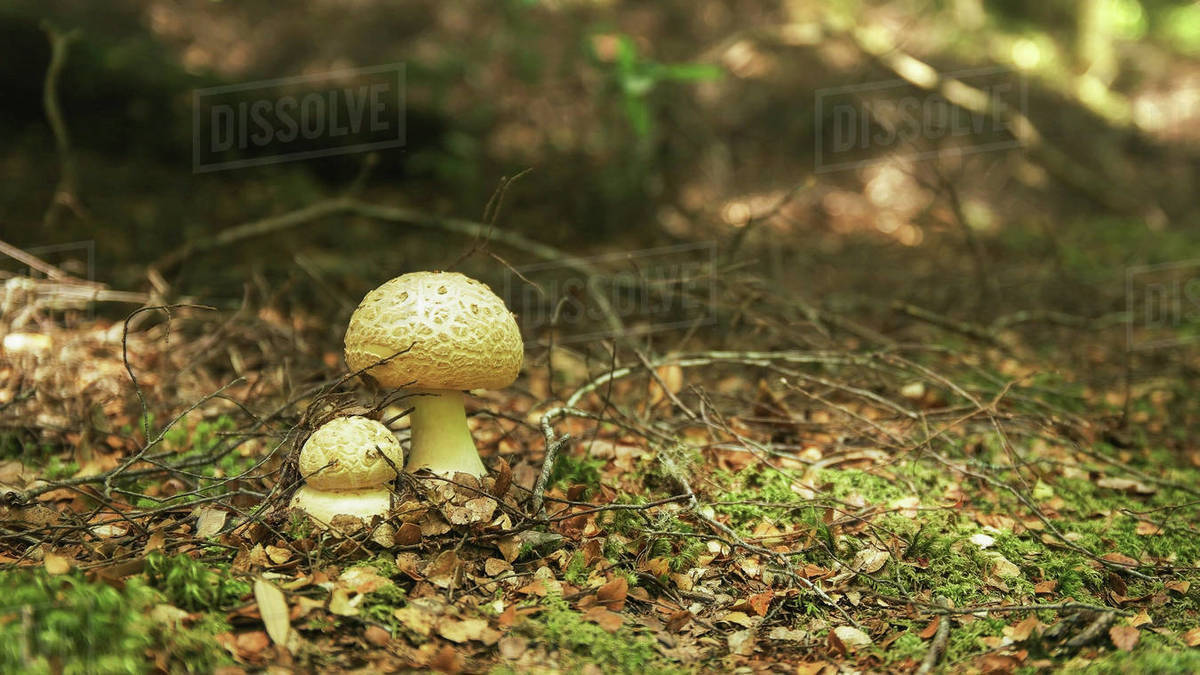 Fungi growing on the forest floor in the tarkine rainforest of tasmania ...