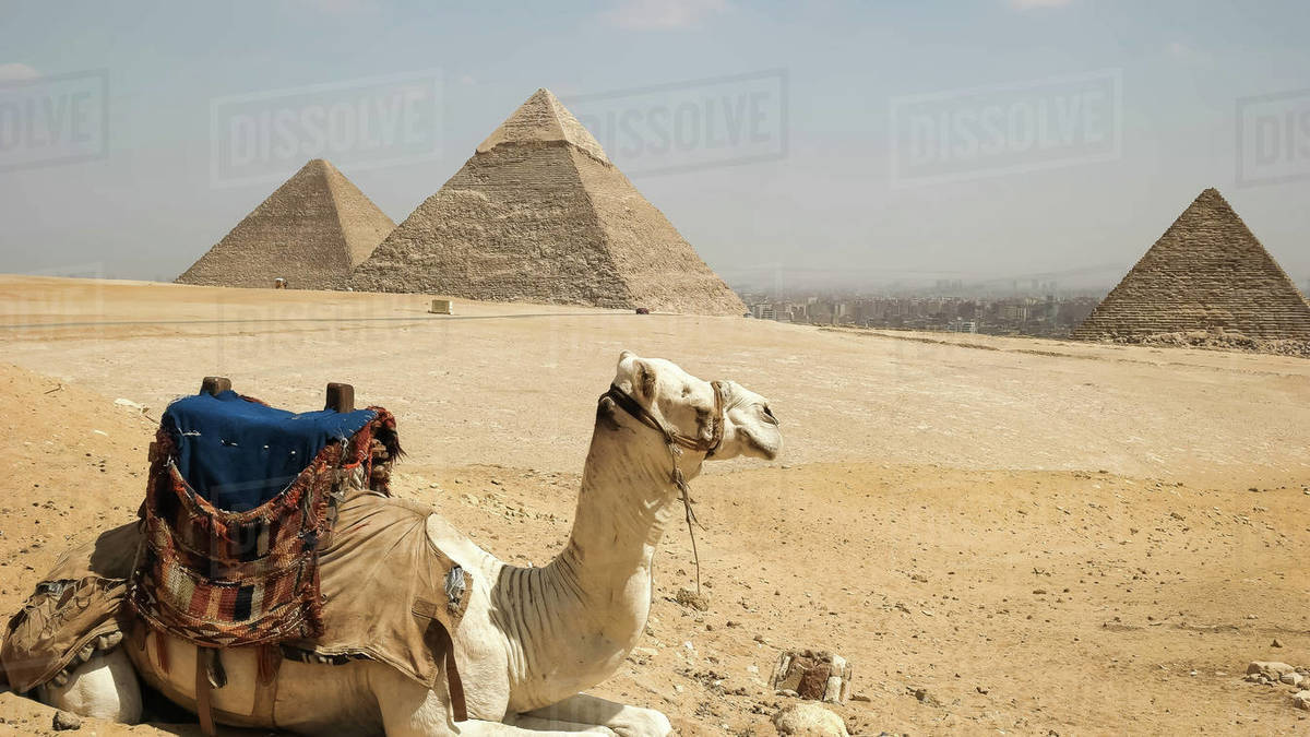 Seated camel with the pyramids of giza near cairo, egypt in the ...