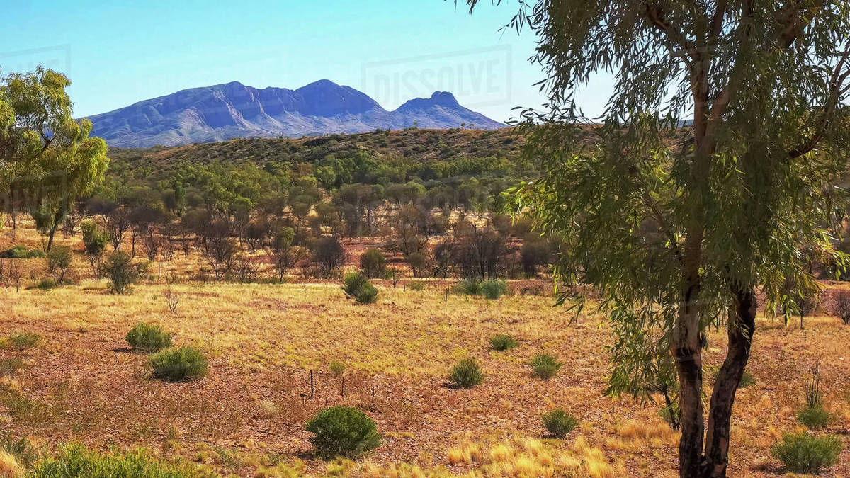 a morning shot of mount sonder and gum trees near alice springs ...