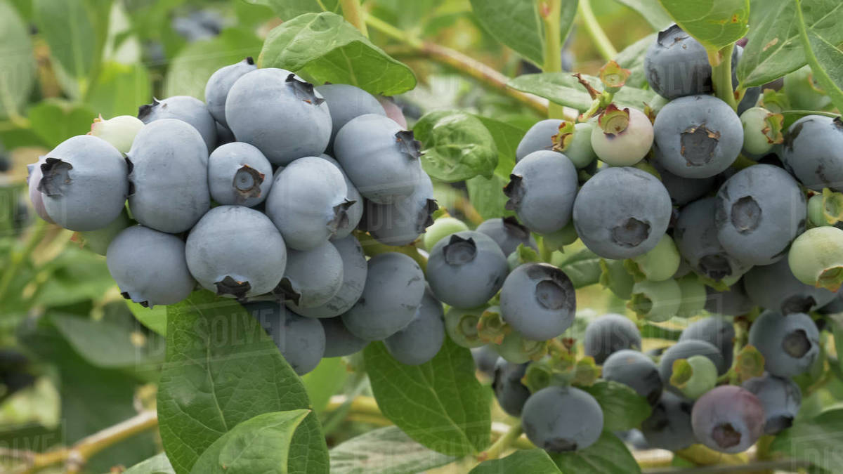 Fruit on blueberry bushes at a farm near bellingham washington in the ...