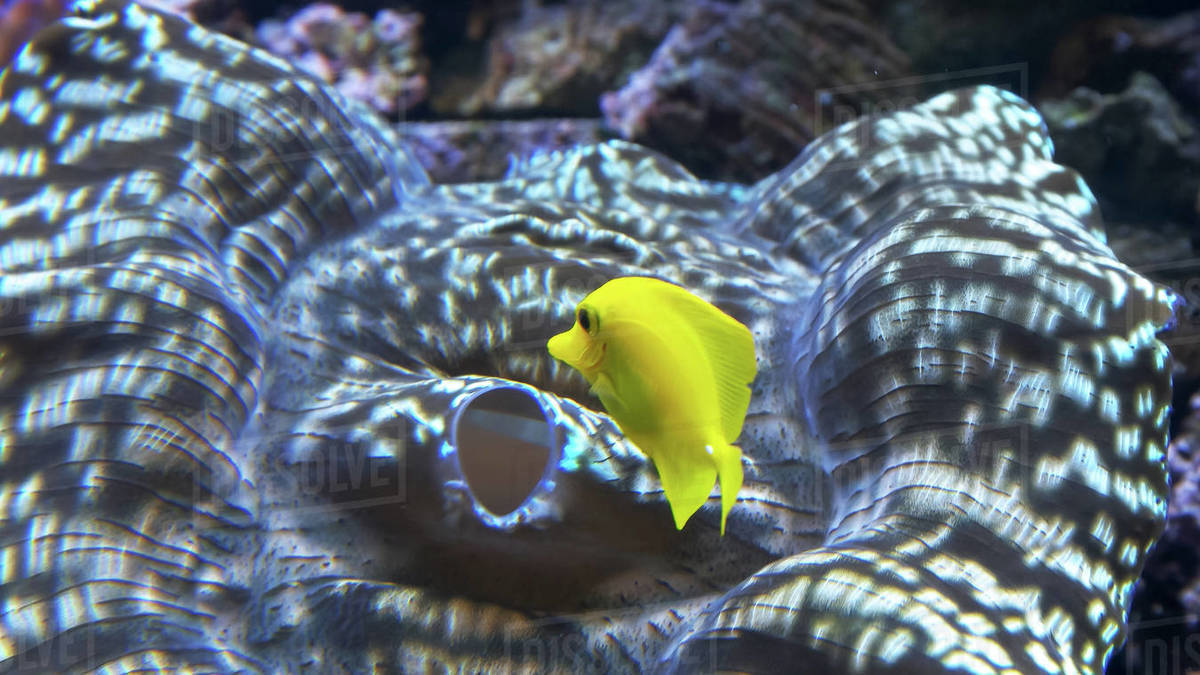a yellow tang fish swims among above a large tridacna clam - Royalty ...