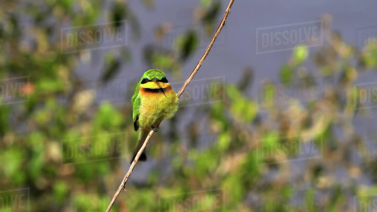 a little bee eater perches on a plant stem at masai mara national ...