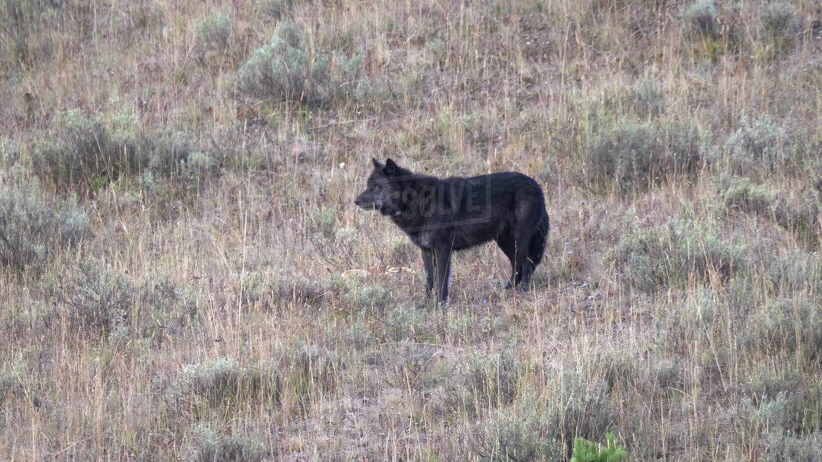 early morning side view of the alpha black male wolf standing on a hill ...