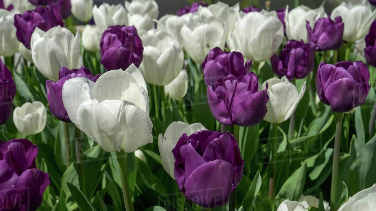 White and purple tulip display at Canberra's floriade festival in the ...