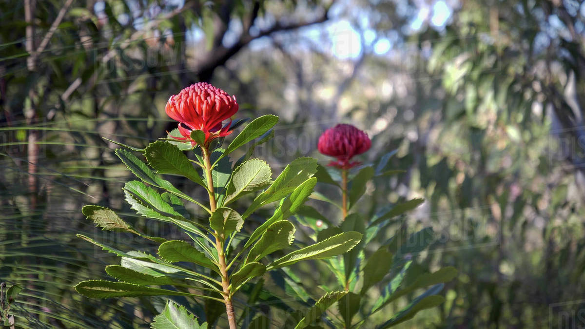 Wide shot of two waratah plants in flower at Brisbane water national ...