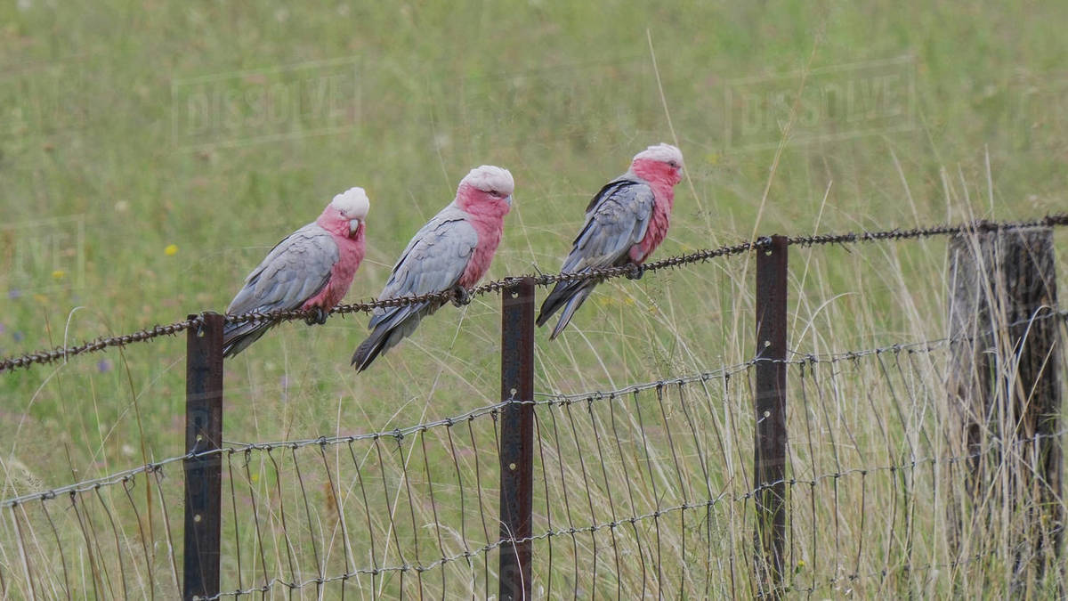 three galahs perched on a wire fence at glen davis in nsw, australia ...
