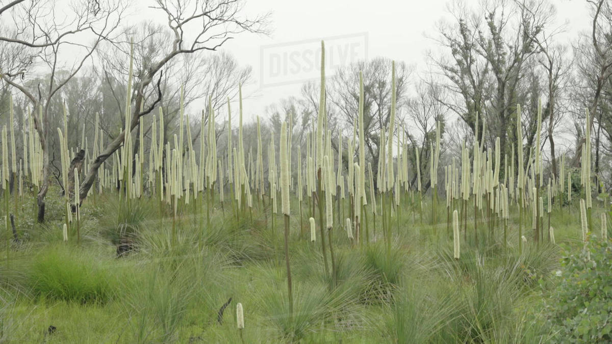pan of flowering grass trees at kanangra walls in kanangra-boyd ...