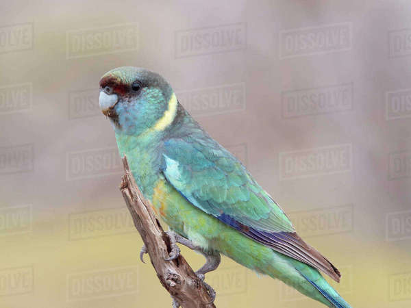 side view close up of a male mallee ringneck parrot at gluepot reserve ...